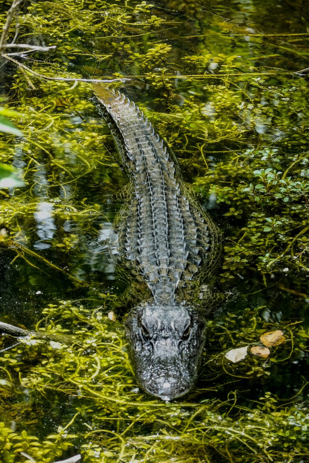 Florida alligators - Things in florida
